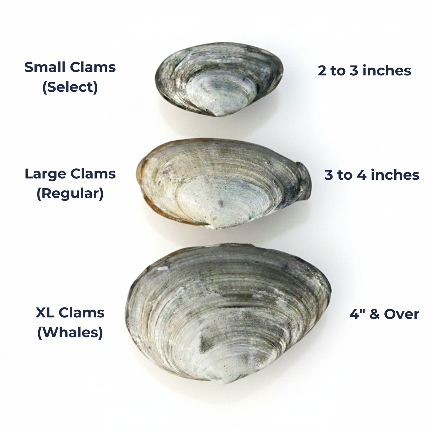 Buy Fresh Whole Belly Frying Clams | Hand-Shucked | Intershell Seafood ...