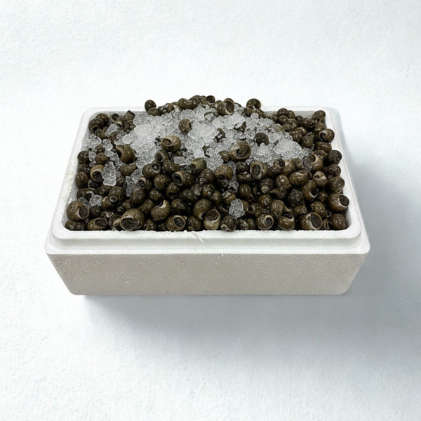 Live Periwinkles (Babbalucci) | Fresh New England Sea Snails ...