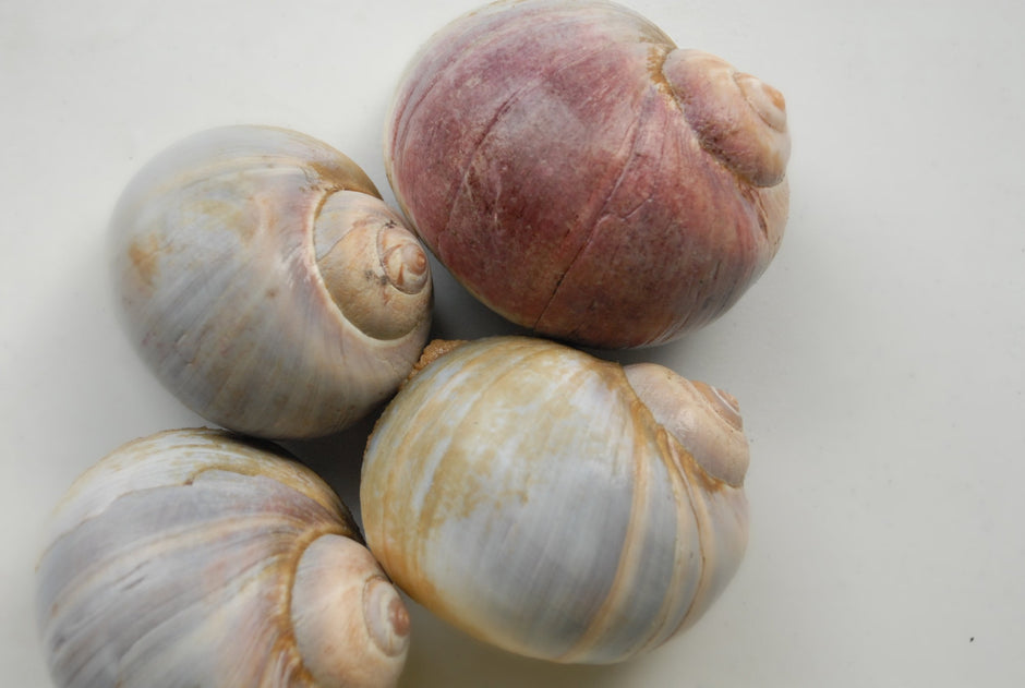 The Ultimate Guide to Cooking Sea Snails: Moonsnails, Whelk ...