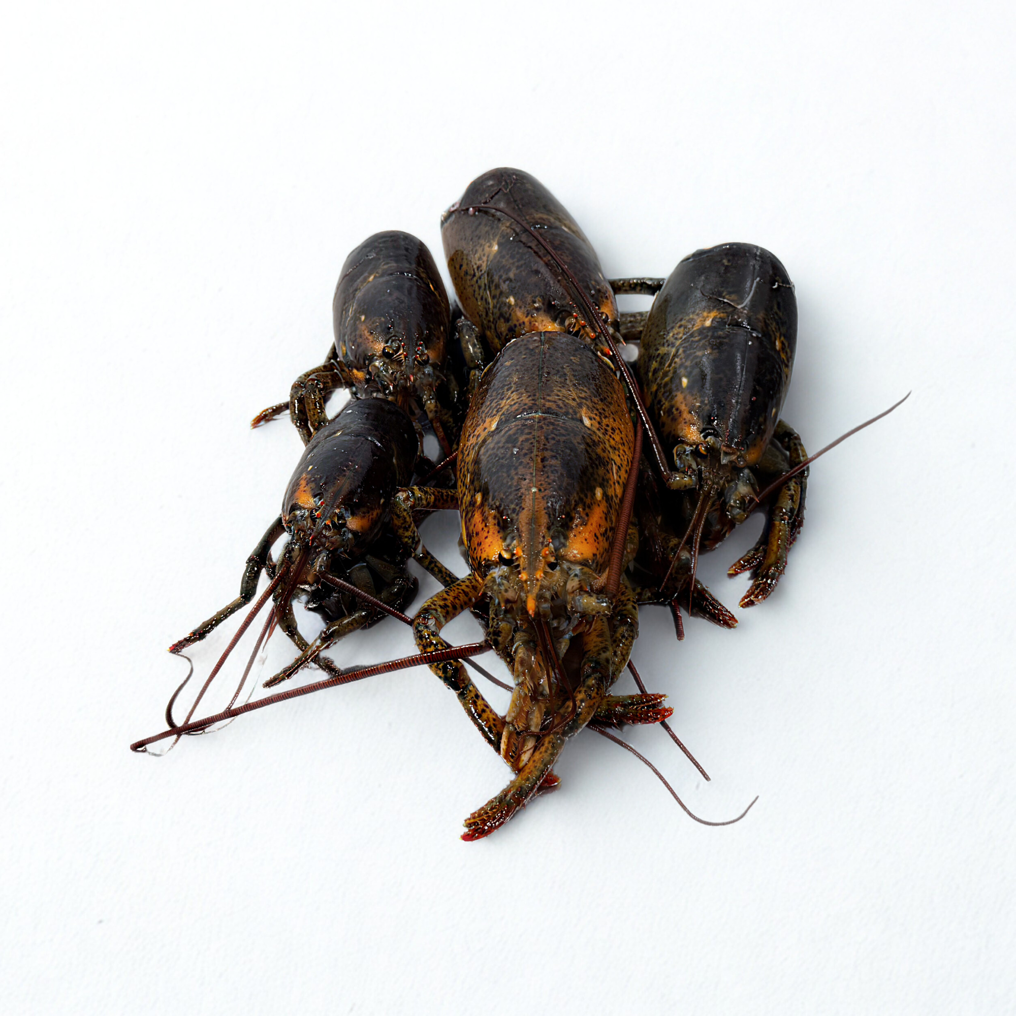 Lobster Roe & Lobster Bodies – Intershell Seafood