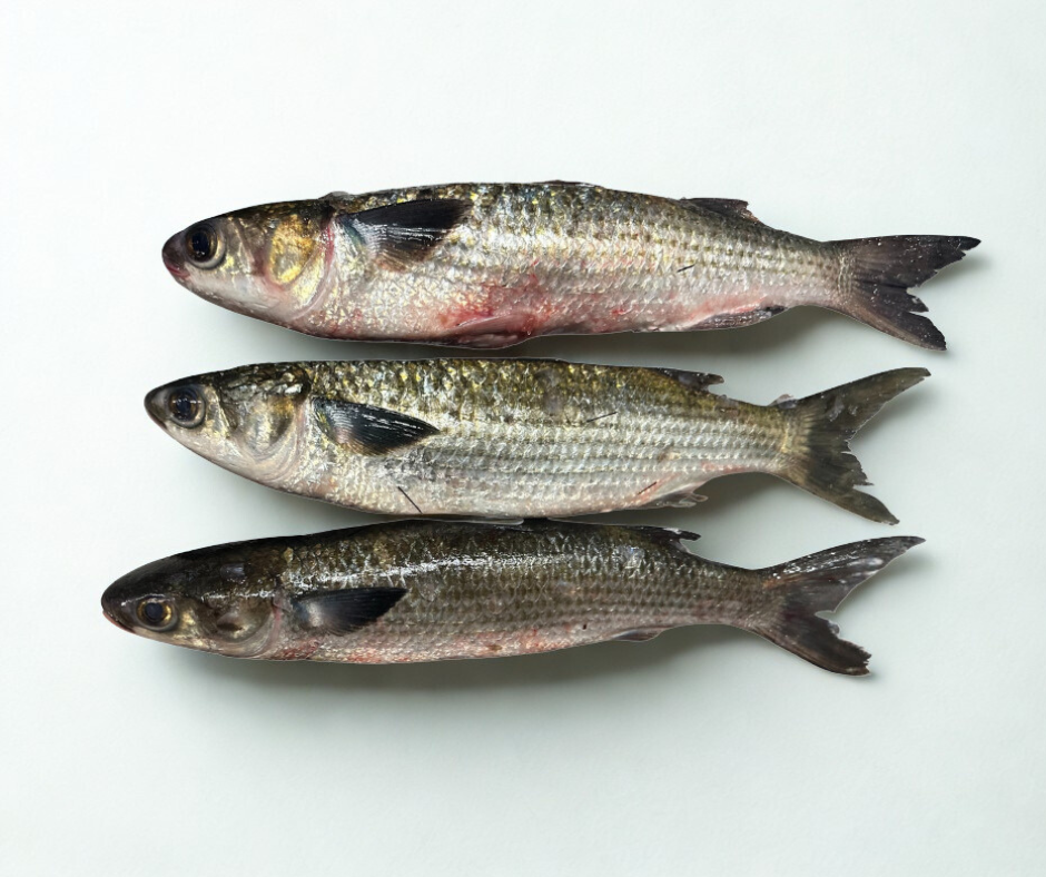 Frozen Carolina Mullet Fish | Whole, Cleaned & Gutted - Intershell ...
