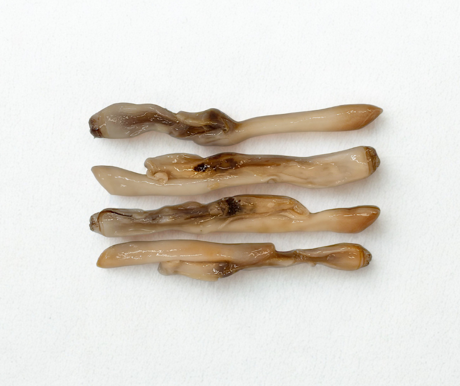 Wild-Caught Atlantic Razor Clam Meat | Hand-Shucked Frozen Clam Meat ...
