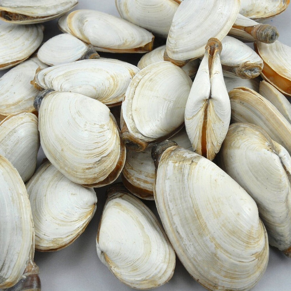 Authentic New England Steamer Clams | Live & Fresh | Intershell ...