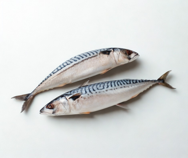 Frozen Atlantic Mackerel | Wild-Caught Boston Mackerel (High Omega-3 ...