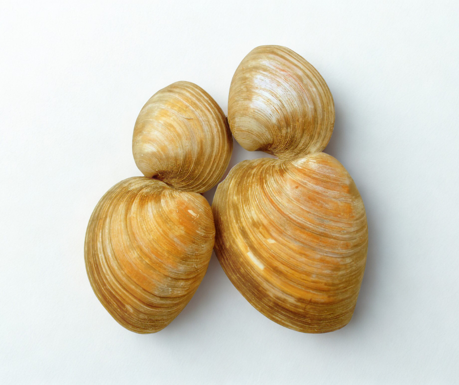 Intershell Cleaned Quahog Clam Shells | For Crafts, Gardens & Food ...