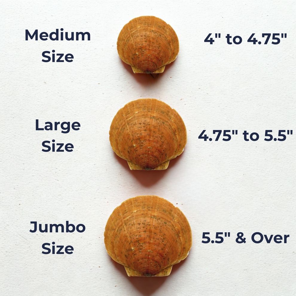 Fresh In-Shell Scallops (Hotate) - 4 Lb – Intershell Seafood