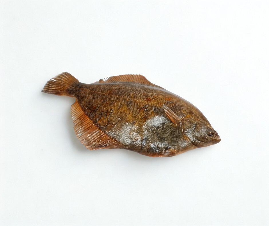 Wild-Caught Whole Flounder | Direct From Our Boat Available To Purchase ...
